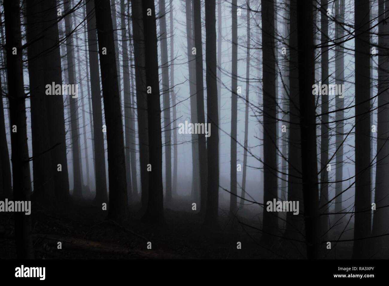Silhouette forest mist hi-res stock photography and images - Alamy