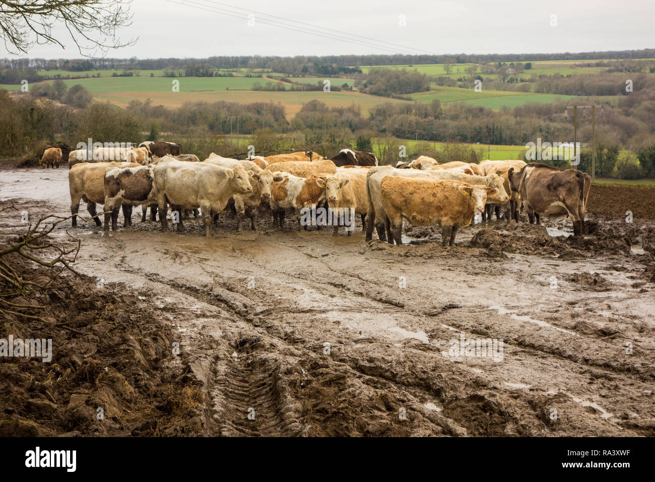 Standing cow cows hi-res stock photography and images - Alamy