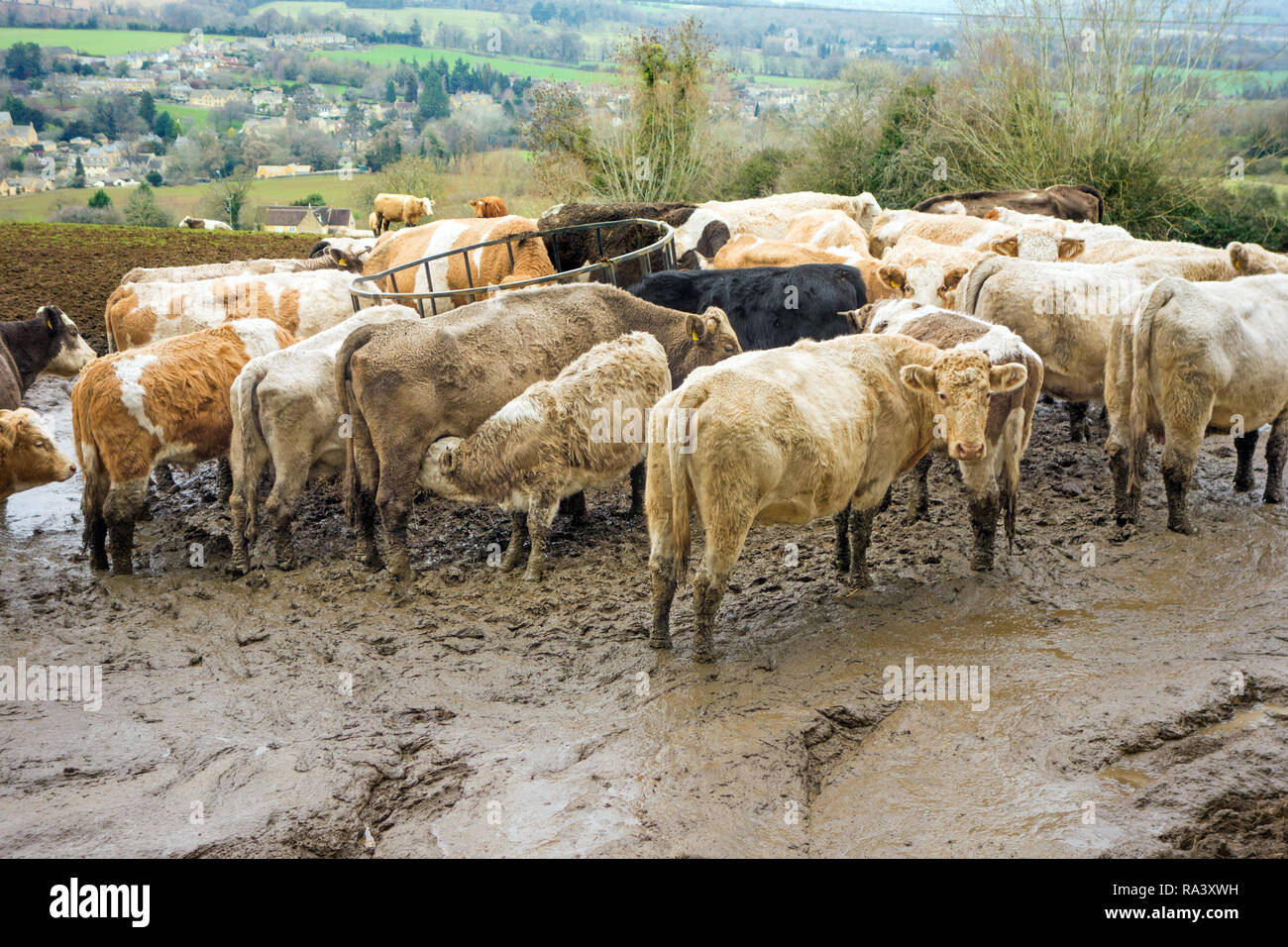 Beef cattle cows standing in mud to feed above the Cotswold village of ...