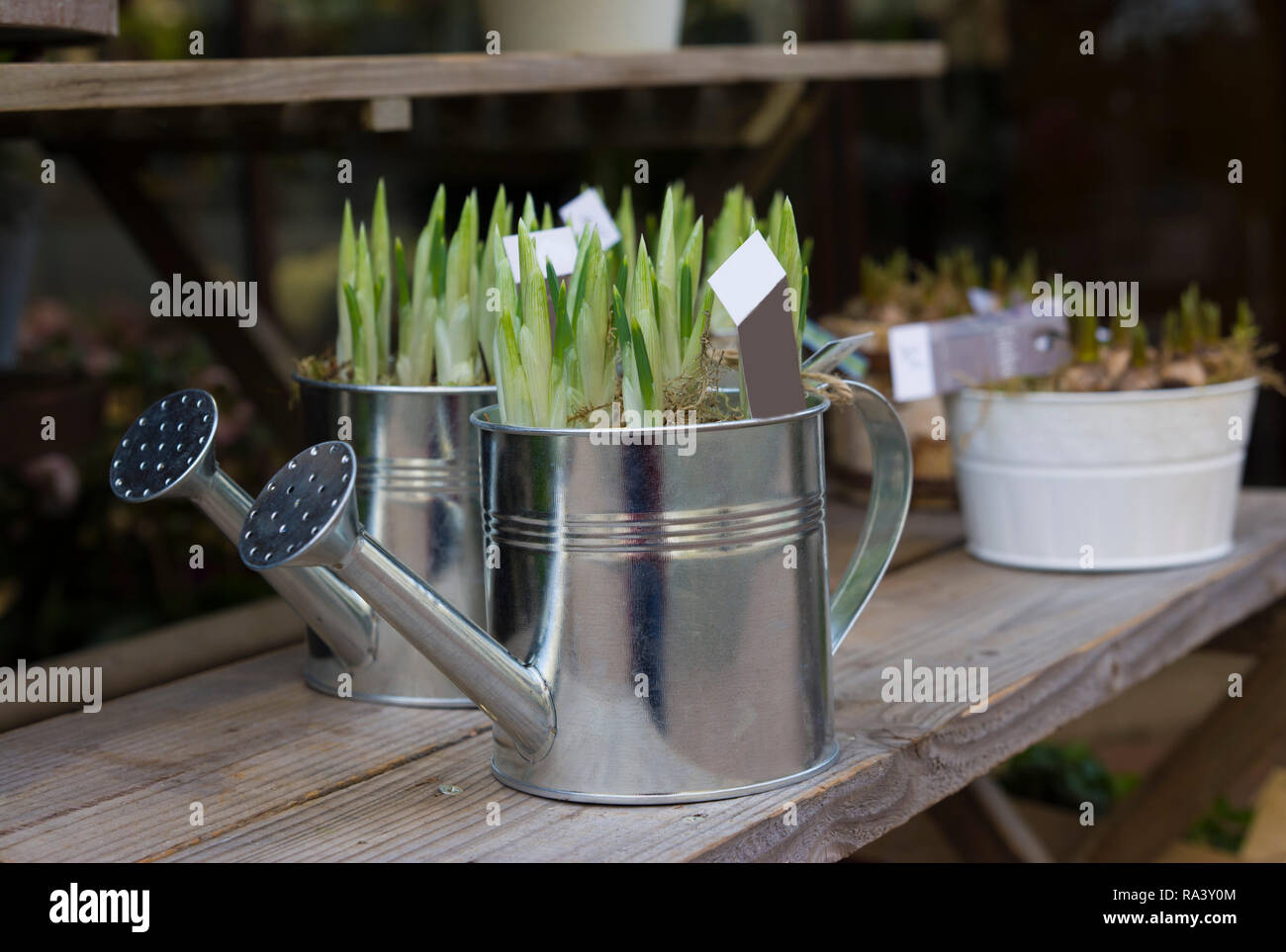 Hyacinthus in container hi-res stock photography and images - Alamy