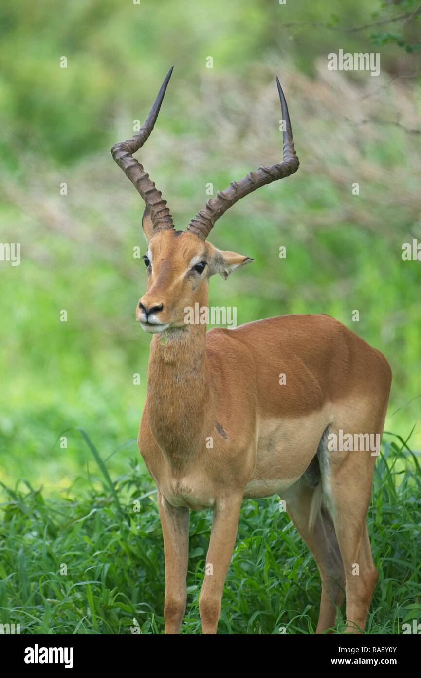 Rearing antelope hi-res stock photography and images - Alamy