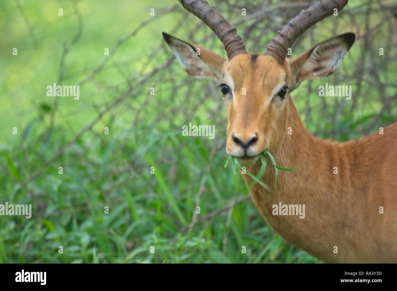 Rearing antelope hi-res stock photography and images - Alamy