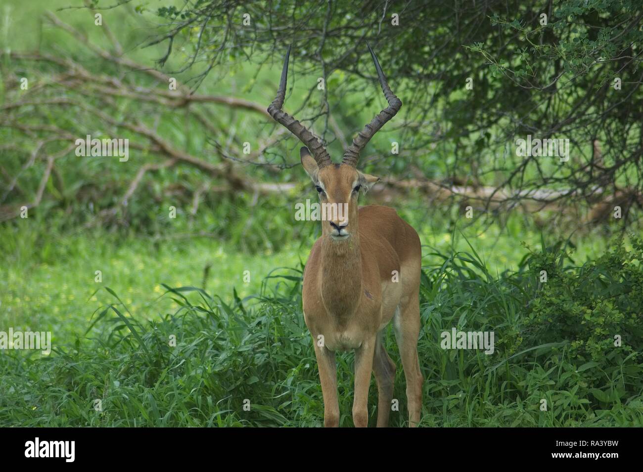 Rearing antelope hi-res stock photography and images - Alamy