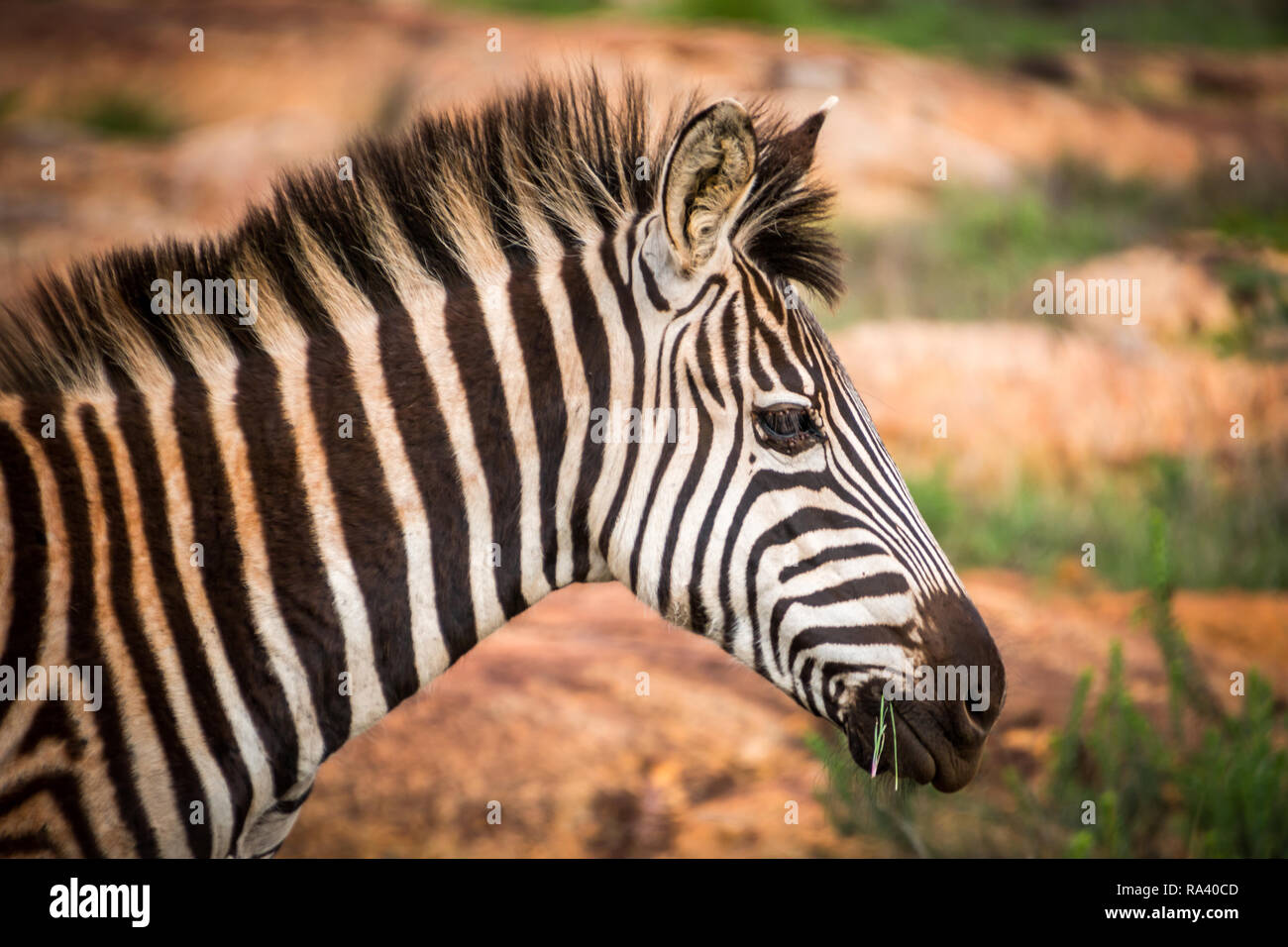 Zebra head shot close up hi-res stock photography and images - Alamy