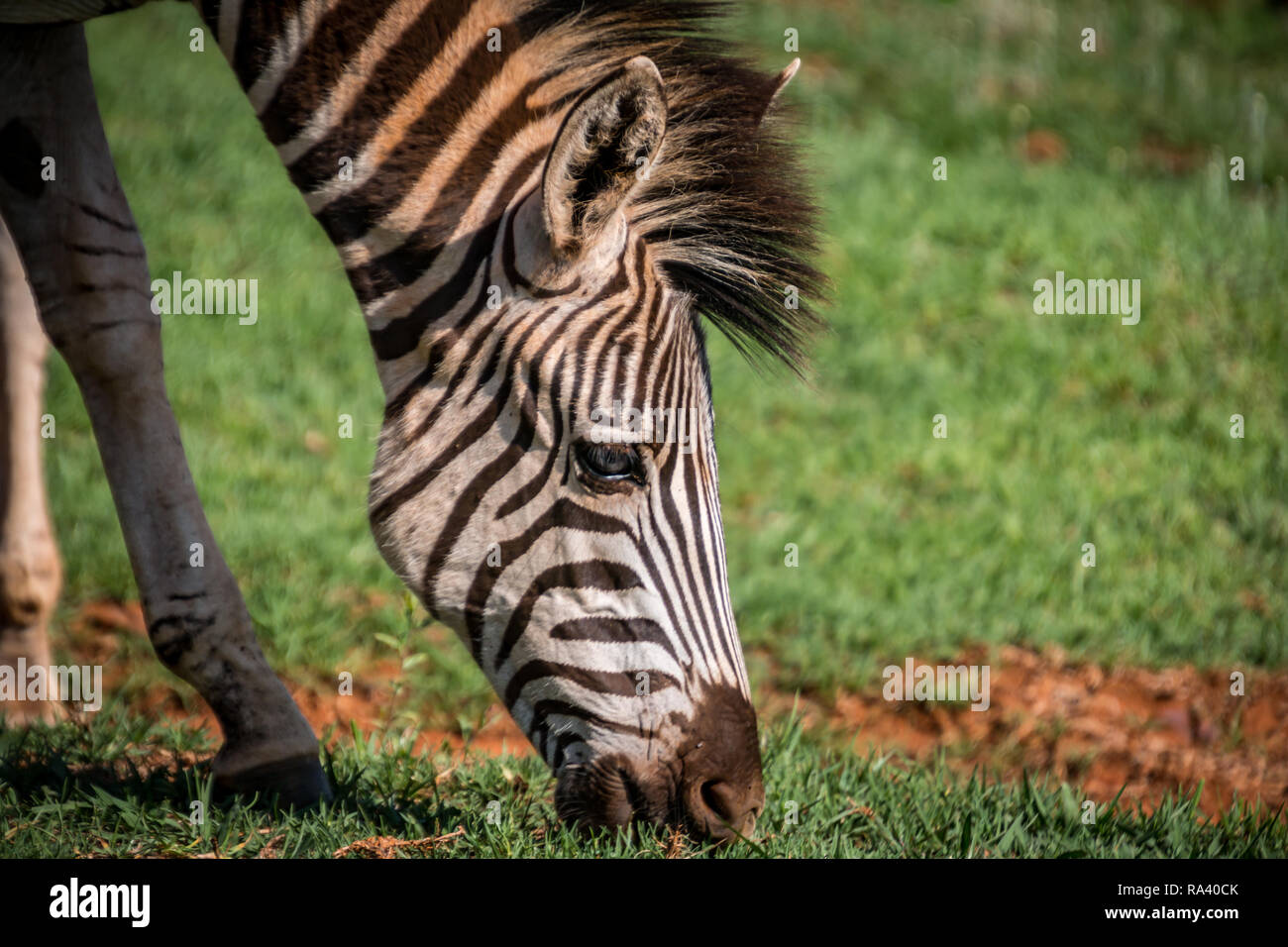 Zebra head shot close up hi-res stock photography and images - Alamy