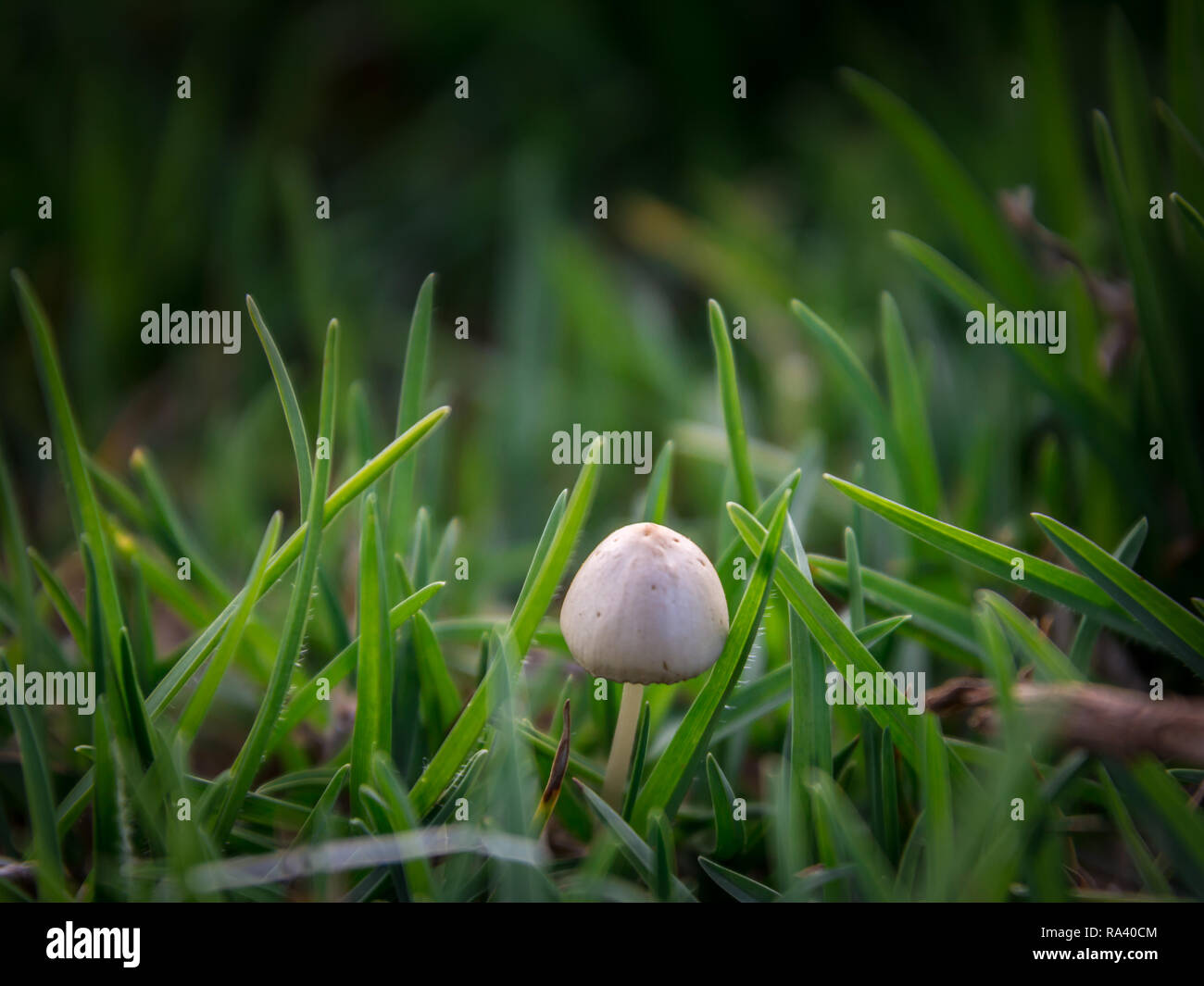 Small button mushroom in between green grass Stock Photo - Alamy