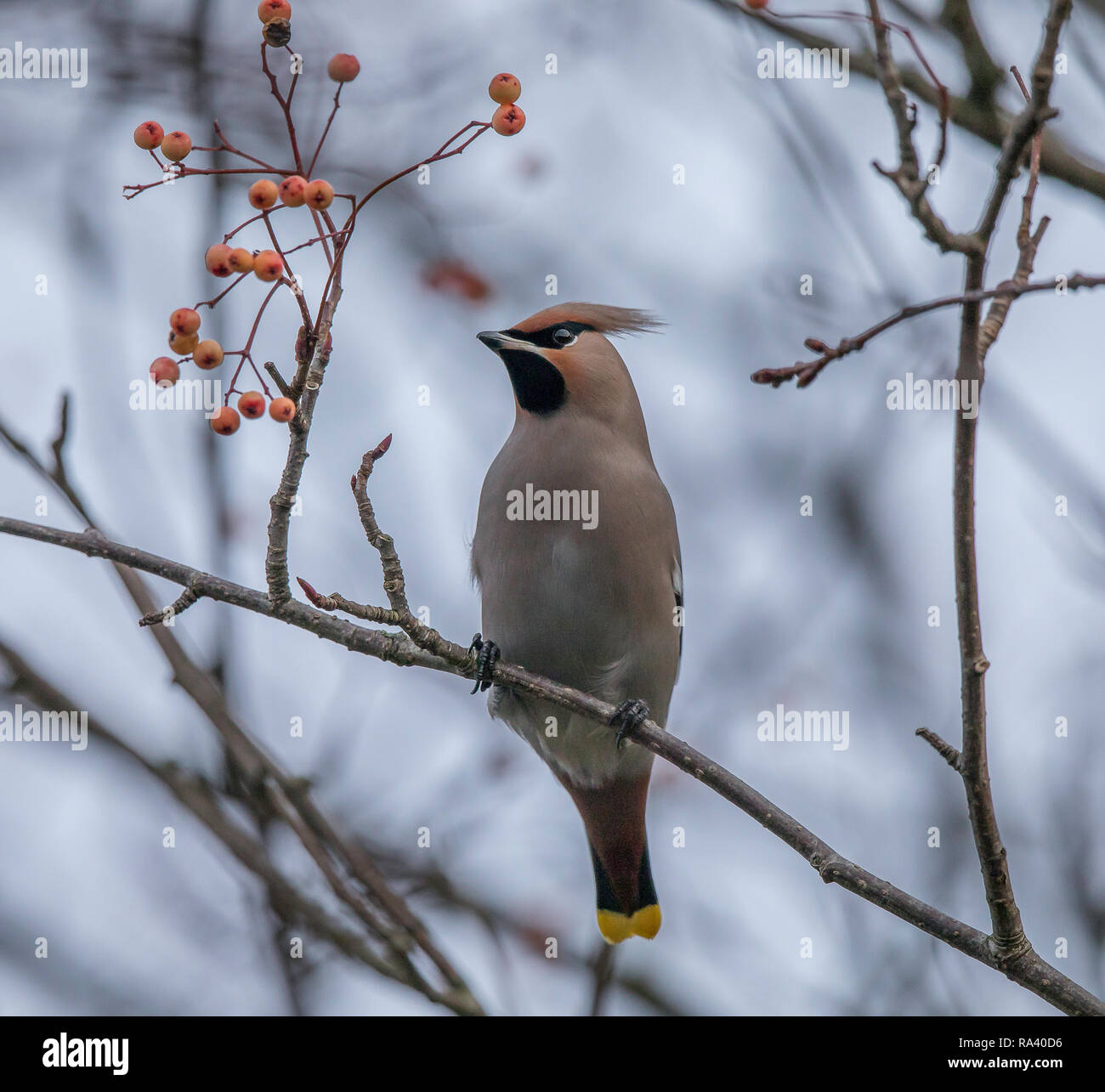 Gavin wax hi-res stock photography and images - Alamy