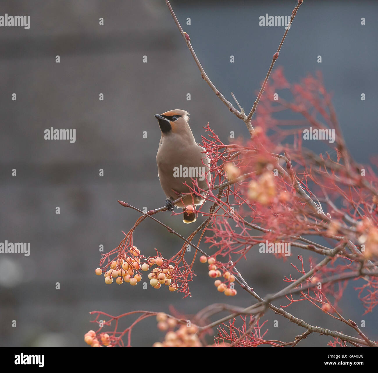 Gavin wax hi-res stock photography and images - Alamy