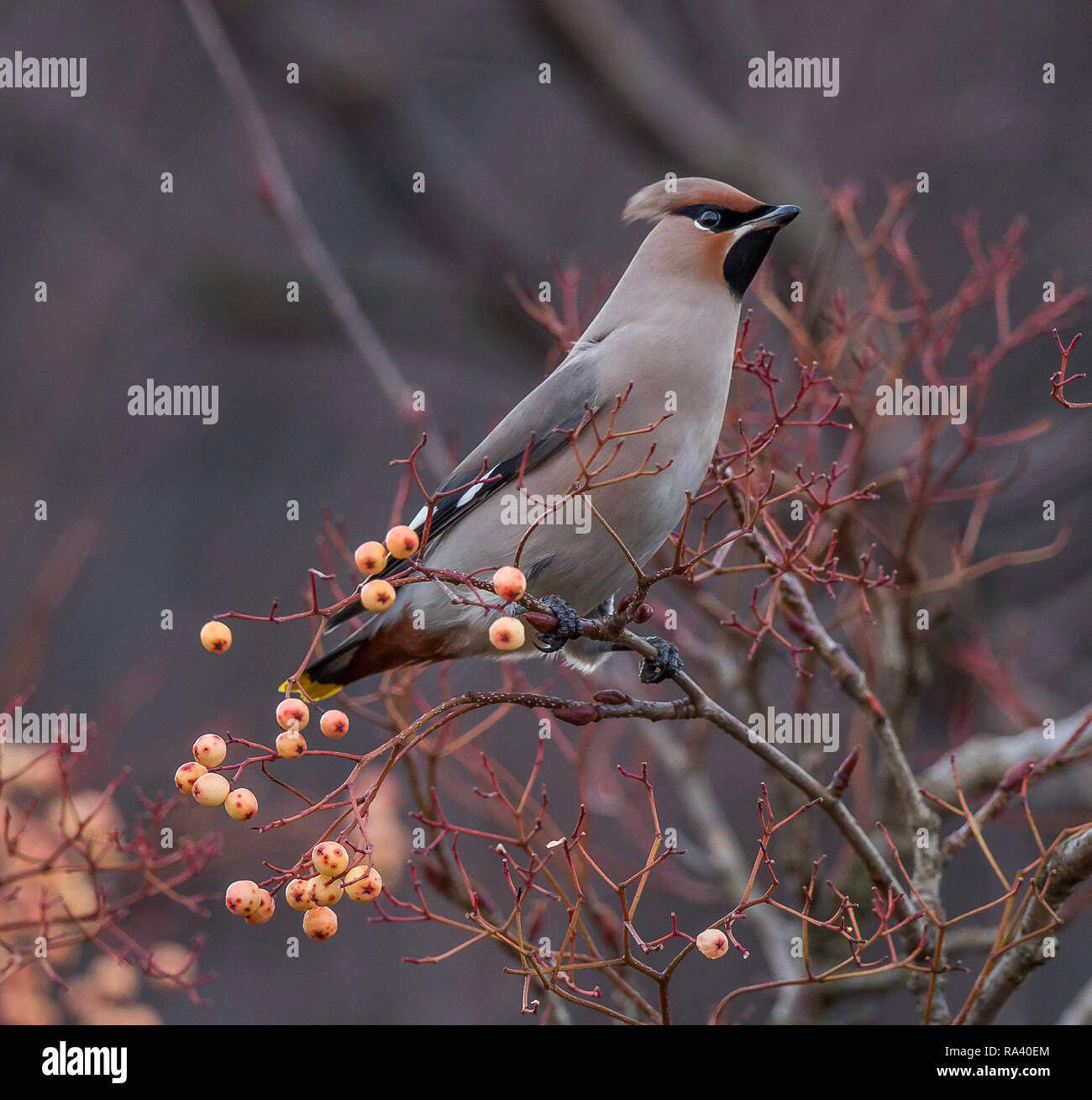 Gavin wax hi-res stock photography and images - Alamy