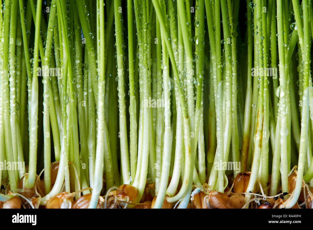 Freshly sprouted wheatgrass with roots and water drops Stock Photo - Alamy