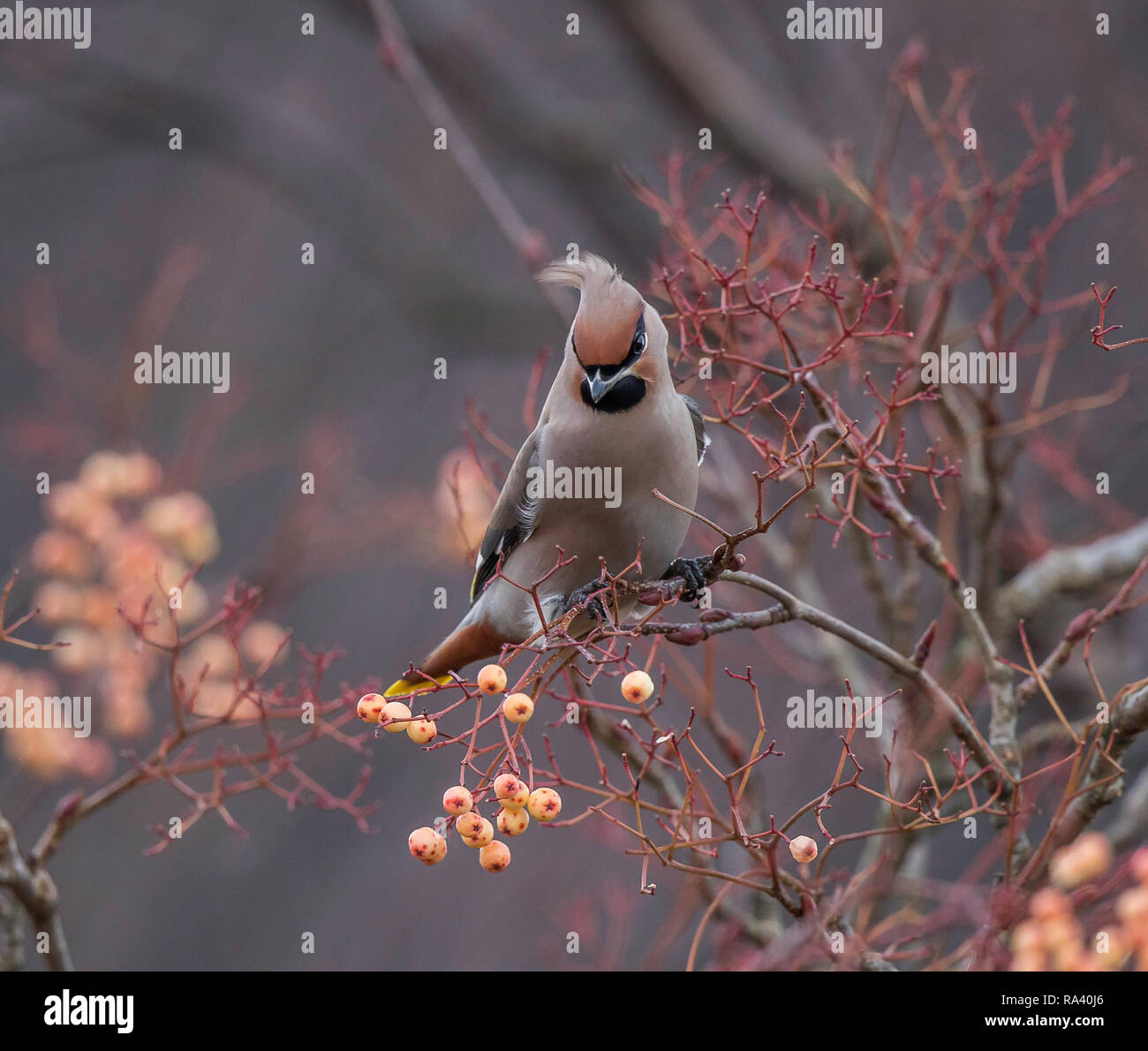 Gavin wax hi-res stock photography and images - Alamy