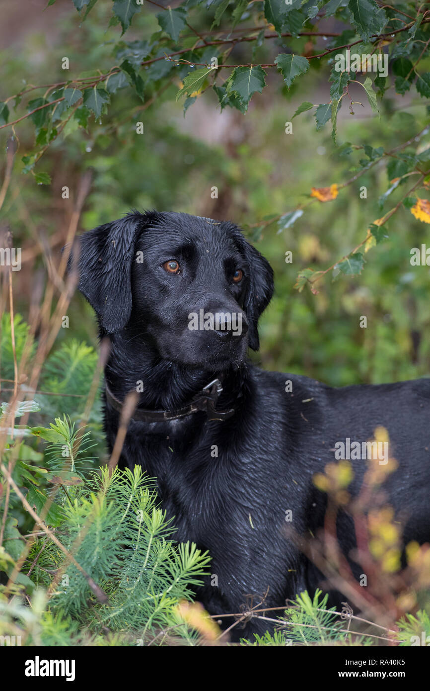 Black labrador retriver hi-res stock photography and images - Alamy