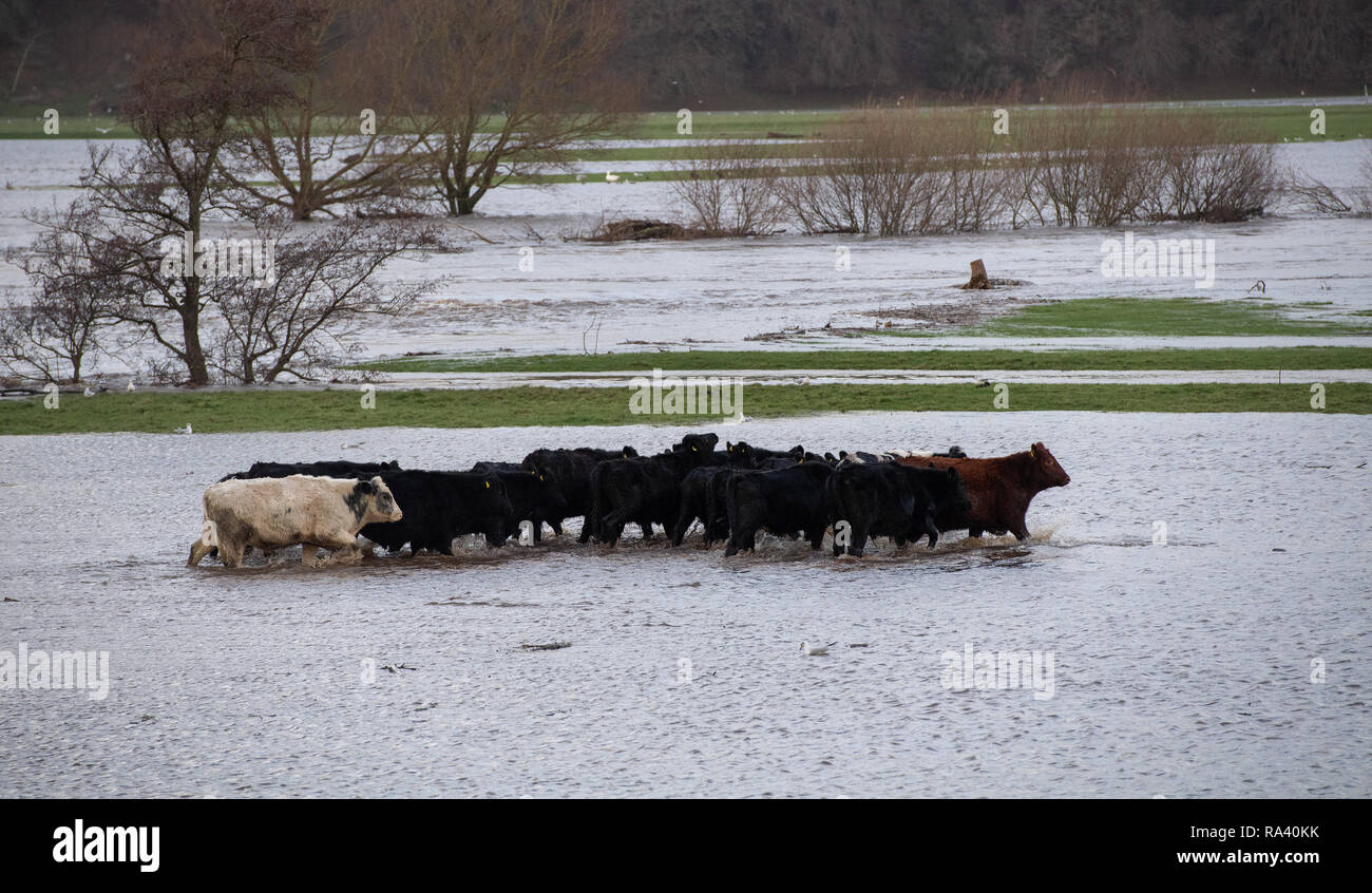Animals caught in flood water hi-res stock photography and images - Alamy