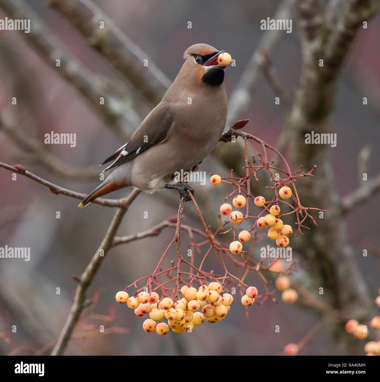 Gavin wax hi-res stock photography and images - Alamy