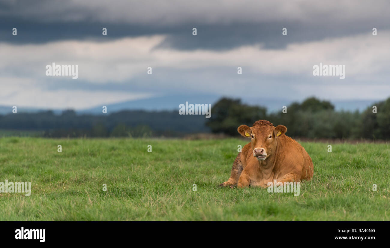 Cow sat down hi-res stock photography and images - Alamy