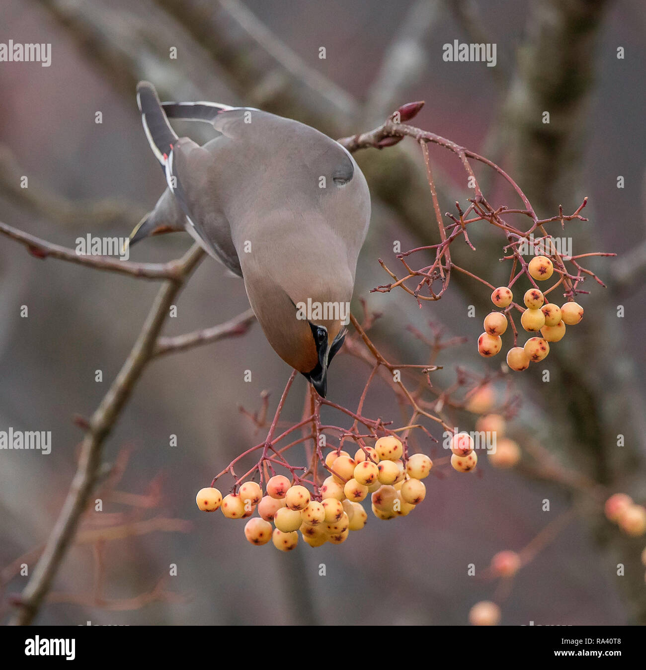 Gavin wax hi-res stock photography and images - Alamy