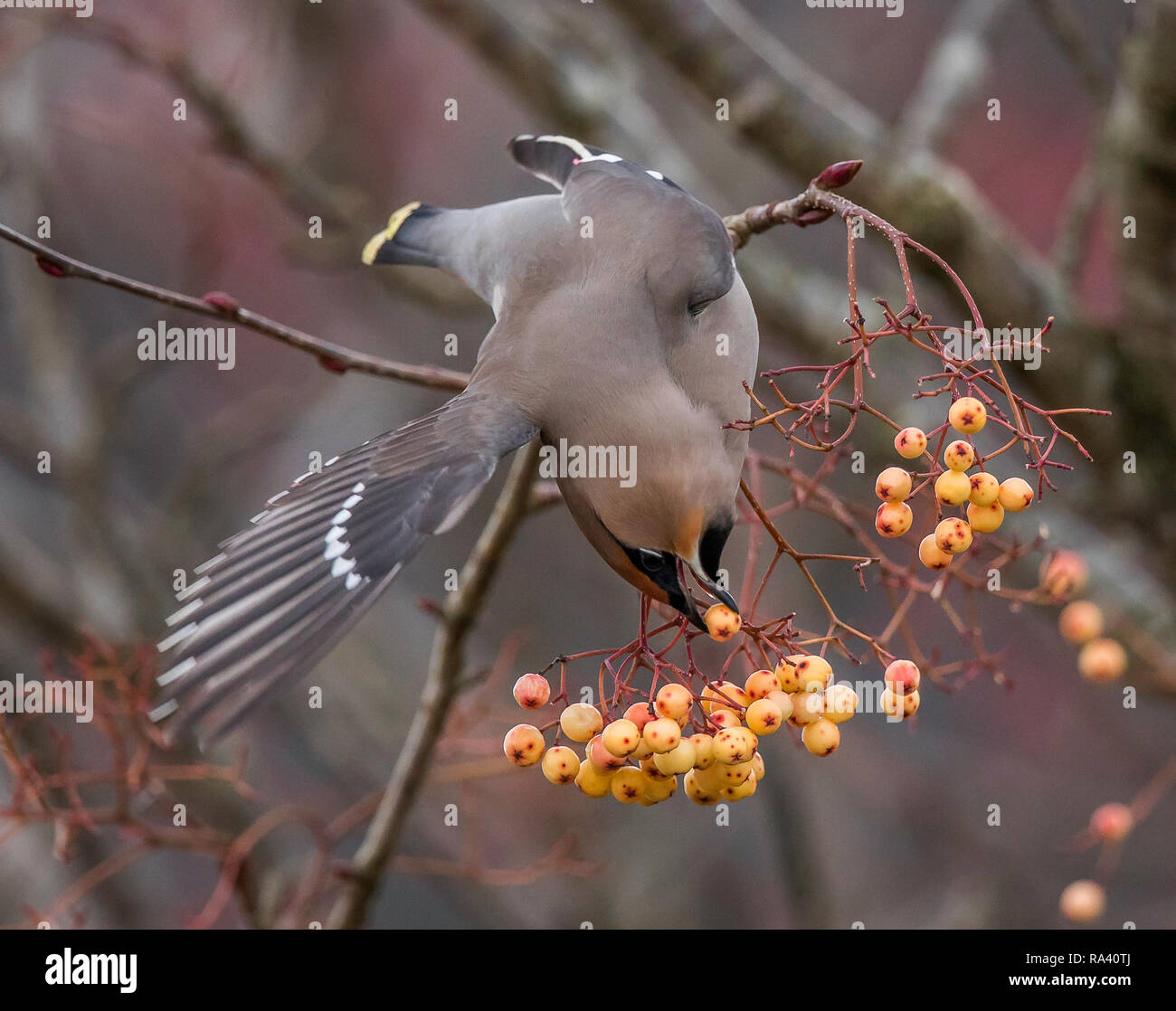 Bohemian wax wing hi-res stock photography and images - Alamy