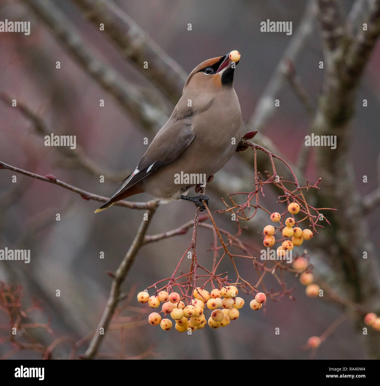 Gavin wax hi-res stock photography and images - Alamy