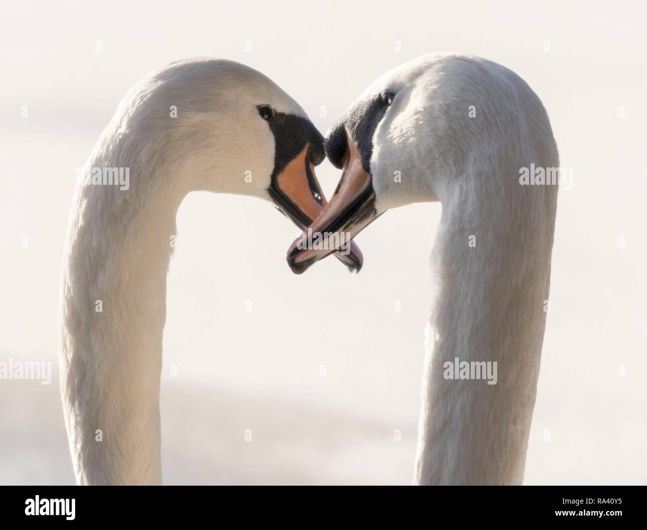 Kissing swans hi-res stock photography and images - Alamy