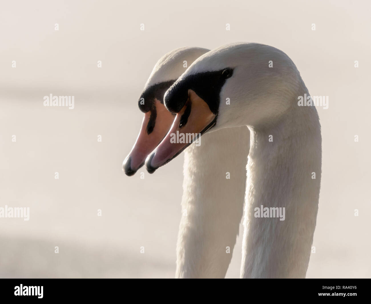 Kissing swans hi-res stock photography and images - Alamy