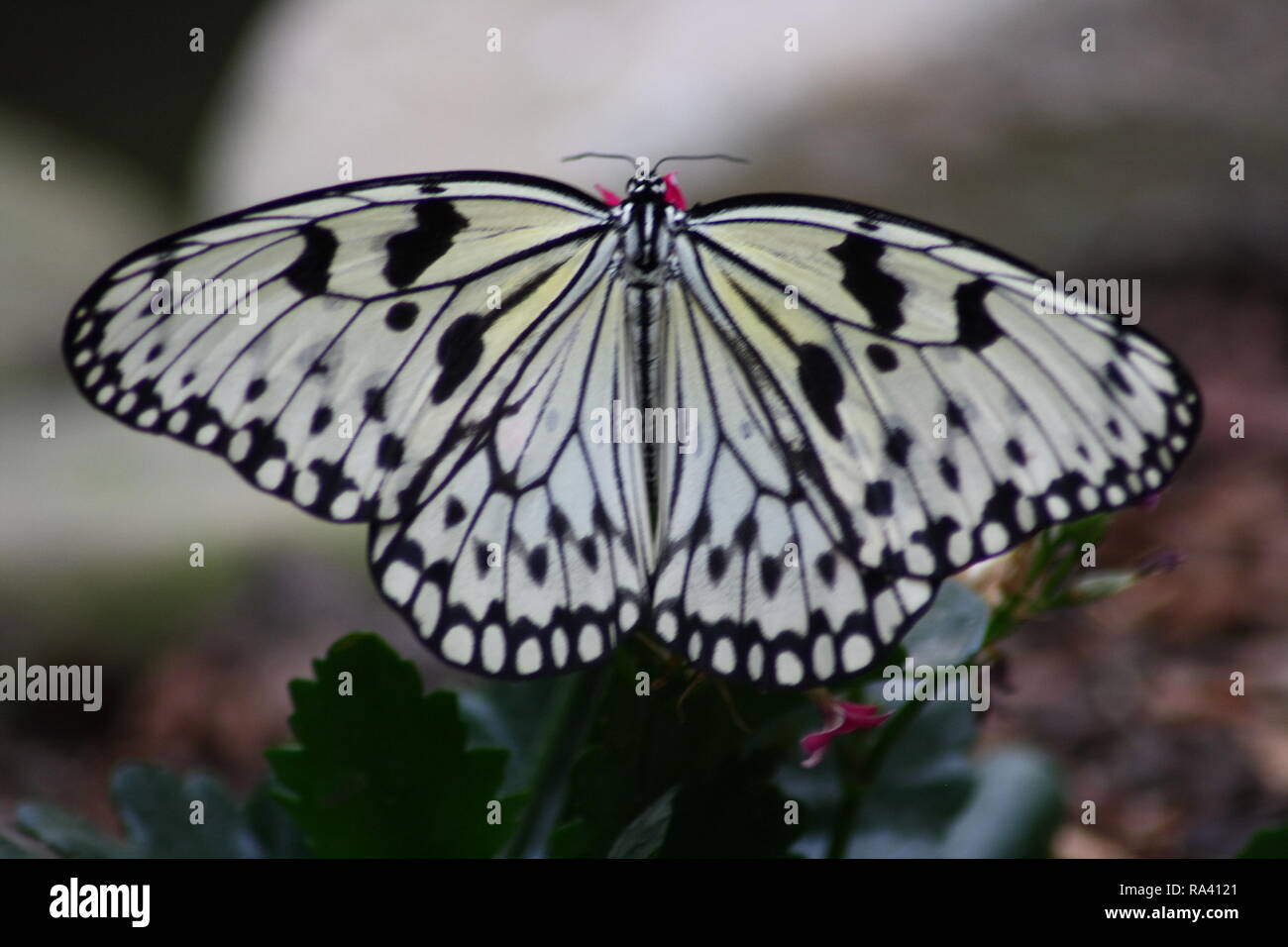 Wanderfalter hi-res stock photography and images - Alamy