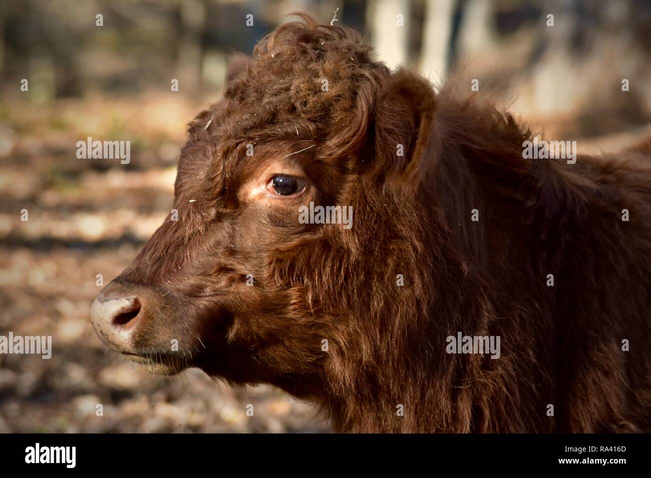 Bull animal photos hi-res stock photography and images - Alamy