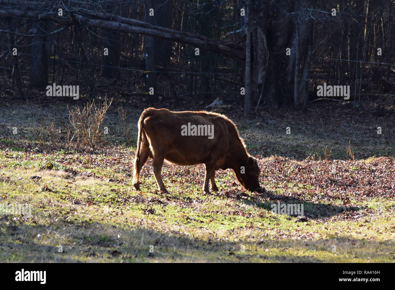Big cow small cow hi-res stock photography and images - Alamy