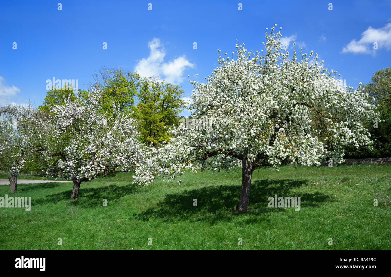Orchard Meadow Stock Photos & Orchard Meadow Stock Images - Alamy