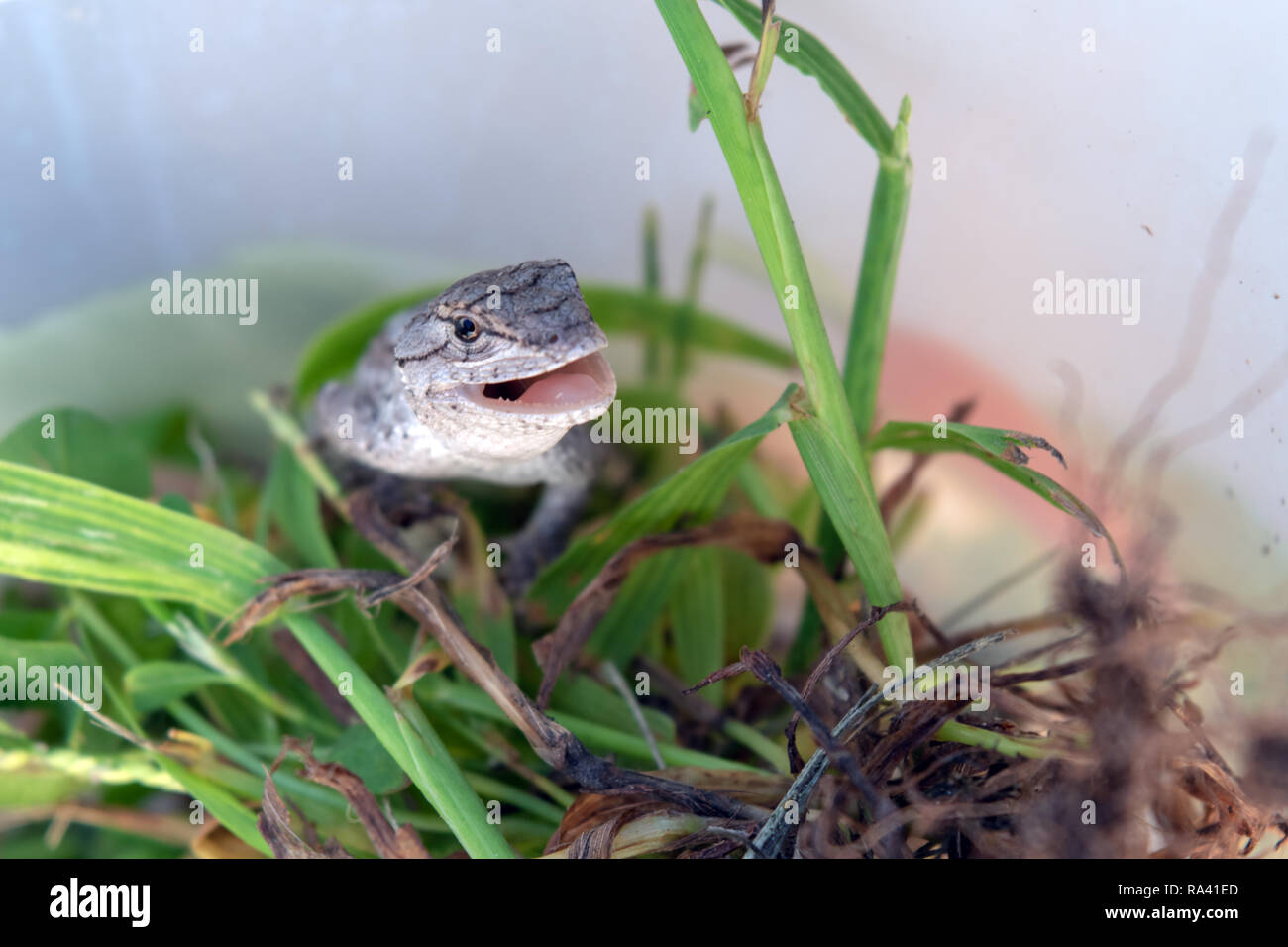 A glimpse inside the mouth of a small lizard. Bokeh effect Stock Photo ...