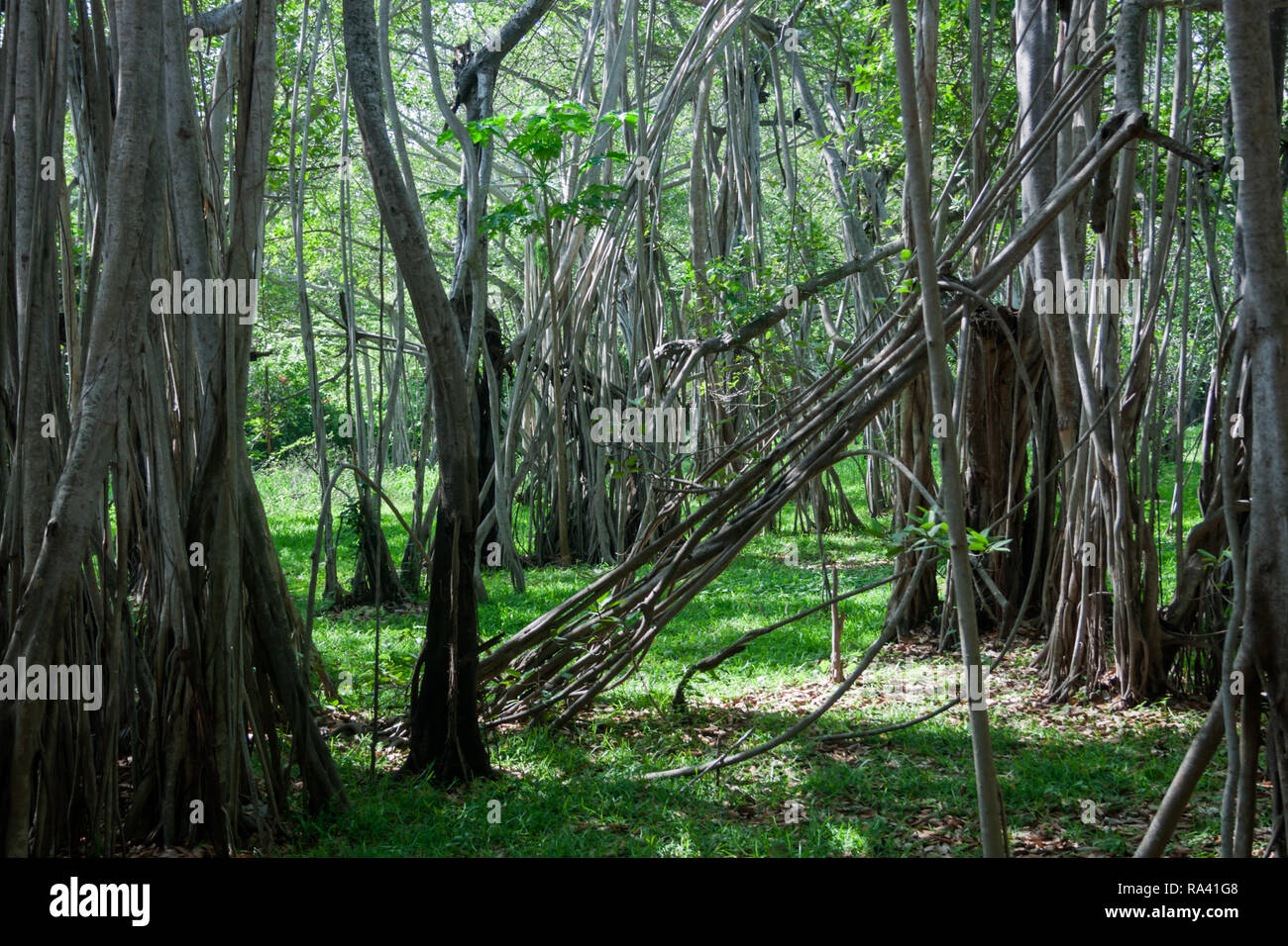 Banyan Tree In The Theosophical Society Adyar Chennai Tamilnadu India Stock Photo Alamy banyan-tree-in-the-theosophical-society-adyar-chennai-tamilnadu-india-stock-photo-alamy