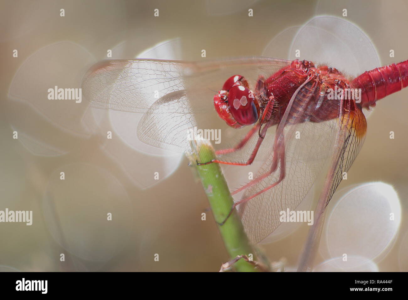 Diaphanous hi-res stock photography and images - Alamy