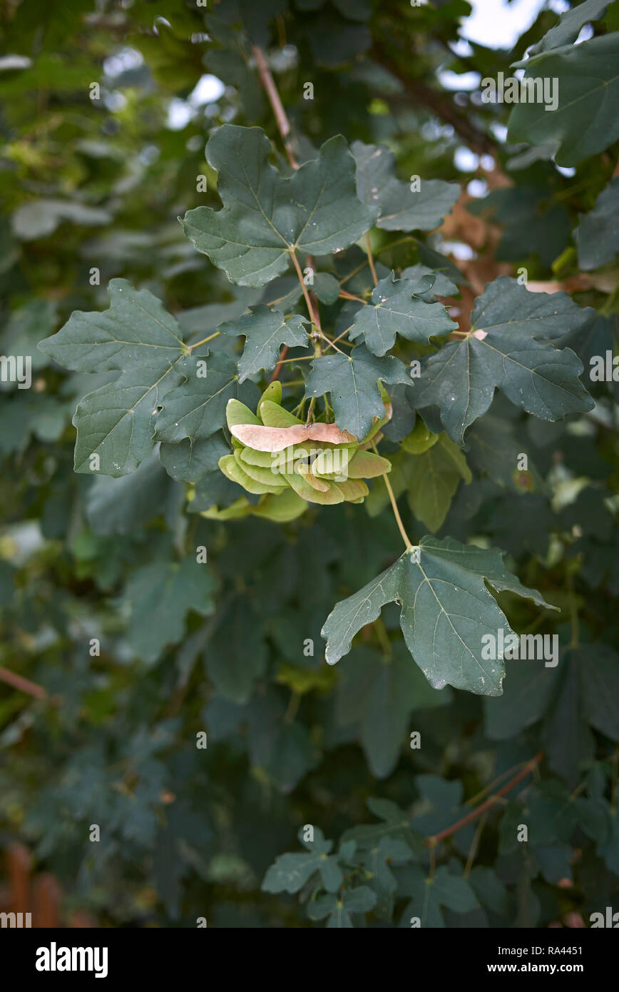 Acer campestre branch with samara Stock Photo - Alamy