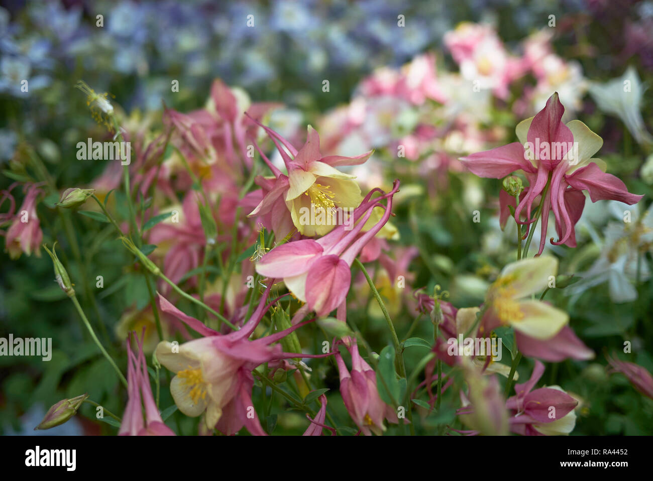 Columbine flowers pollination hi-res stock photography and images - Alamy