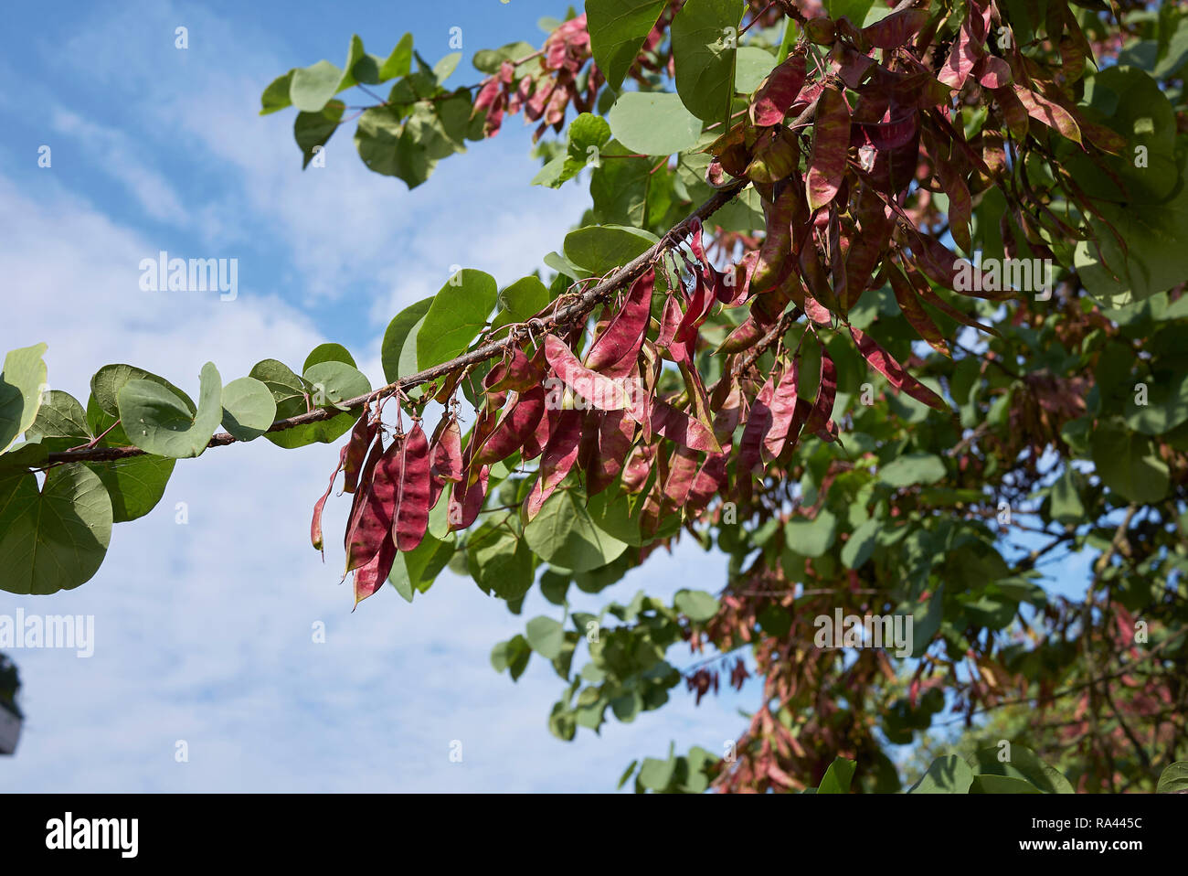 Cercis siliquastrum branch with seed pods Stock Photo - Alamy