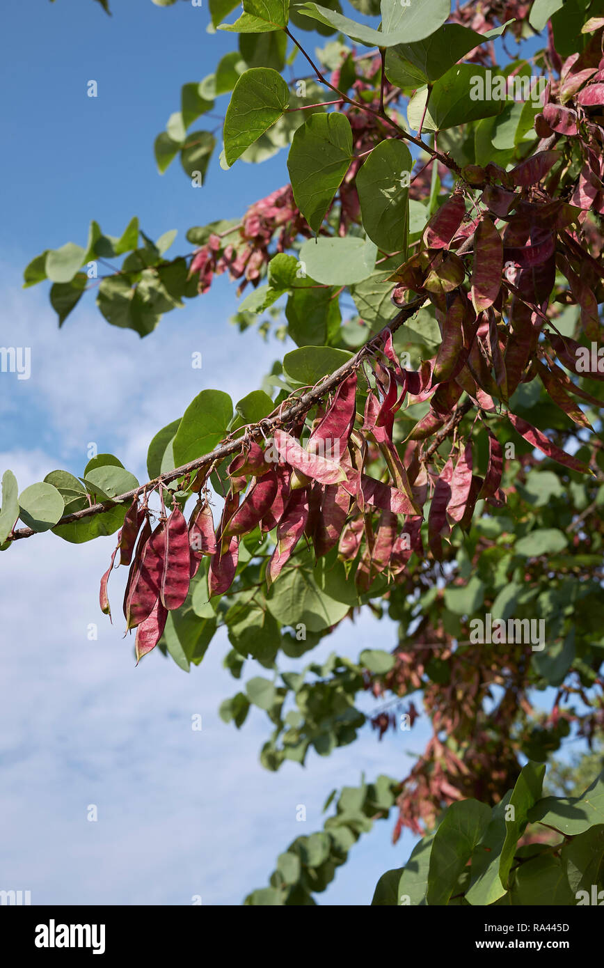 Cercis siliquastrum branch with seed pods Stock Photo - Alamy