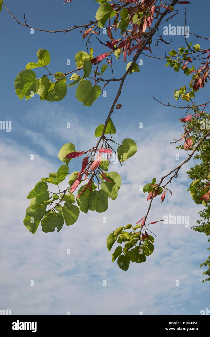 Cercis siliquastrum branch with seed pods Stock Photo - Alamy