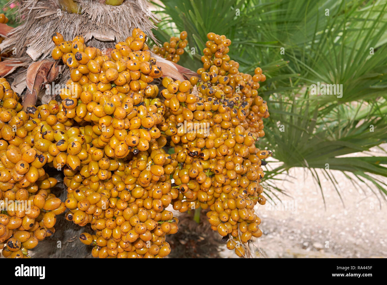 Chamaerops humilis fruit close up Stock Photo - Alamy