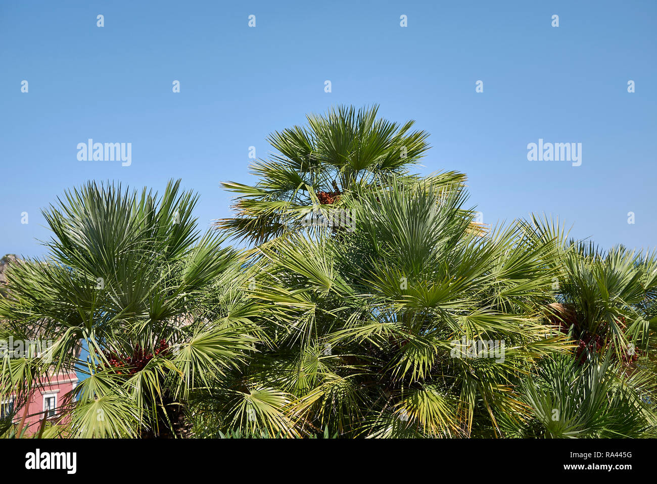 Chamaerops humilis palms hi-res stock photography and images - Alamy