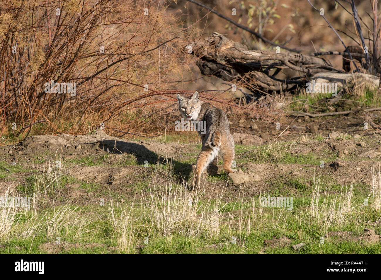 Bobcat felis rufus captive hi-res stock photography and images - Alamy