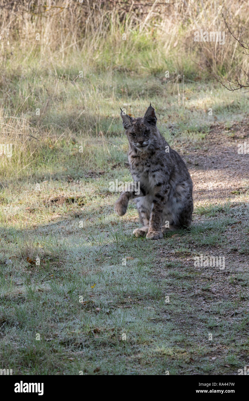 Pinnacles national park bobcats hi-res stock photography and images - Alamy
