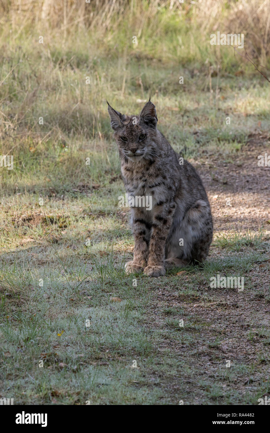 Wild bobcat in California Stock Photo - Alamy