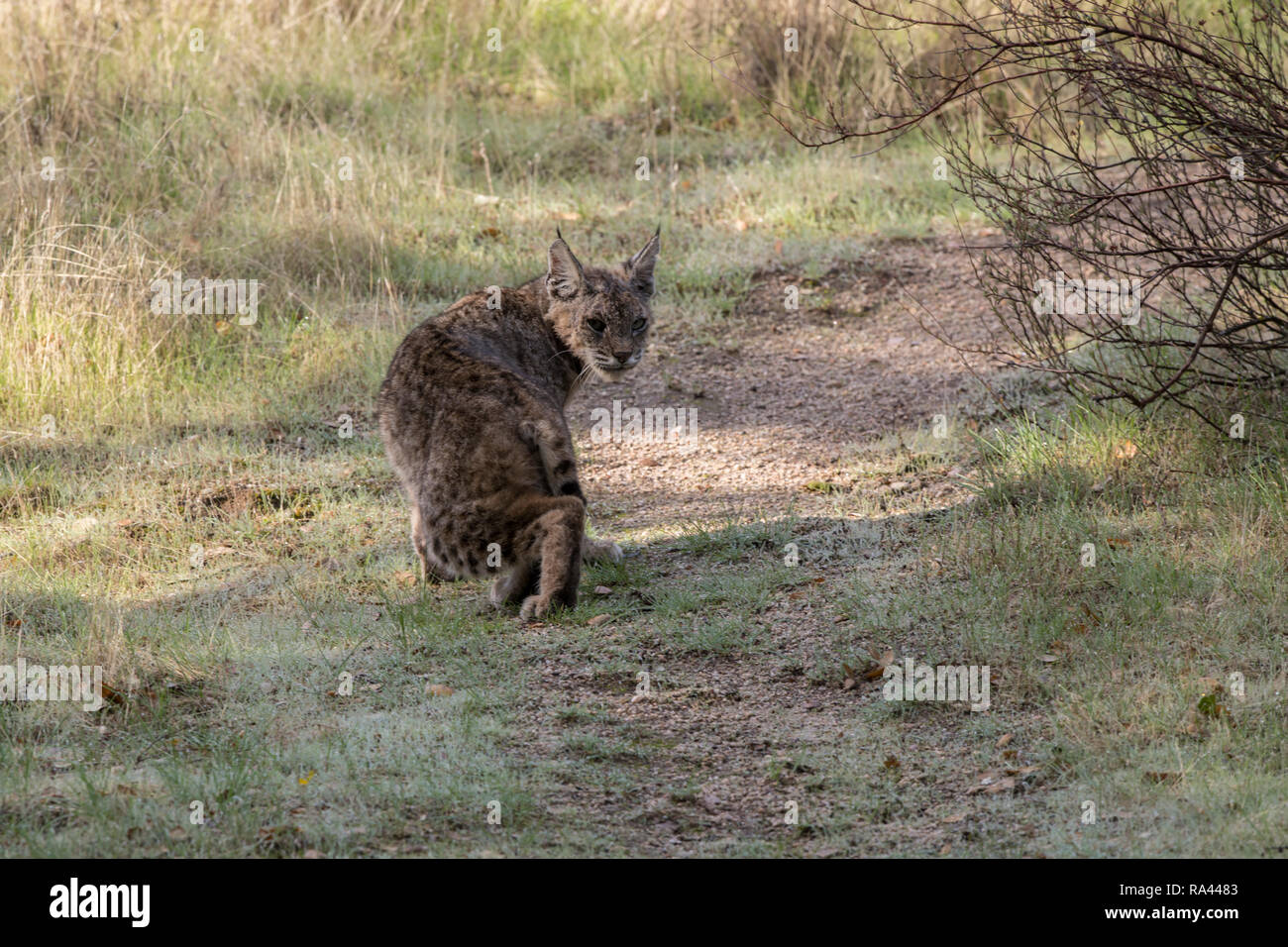 Pinnacles national park bobcats hi-res stock photography and images - Alamy
