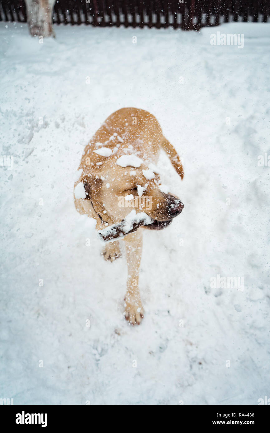 Dog having fun outside Stock Photo - Alamy