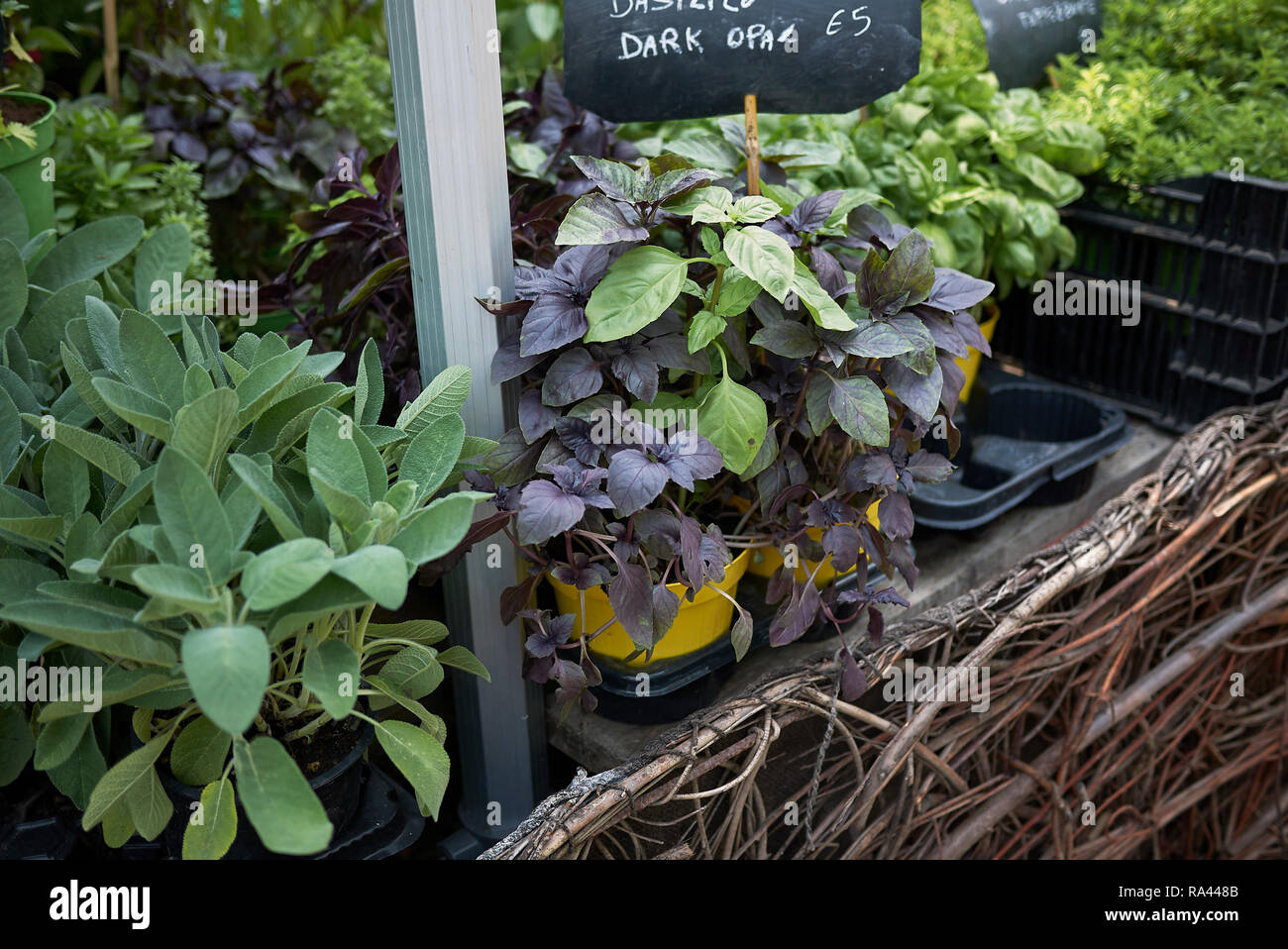 Purple basil pot hi-res stock photography and images - Alamy