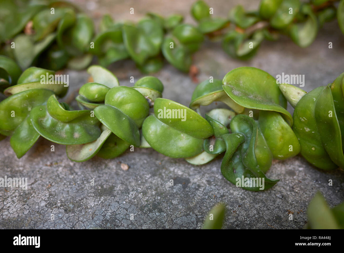 Hoya carnosa compacta Stock Photo - Alamy