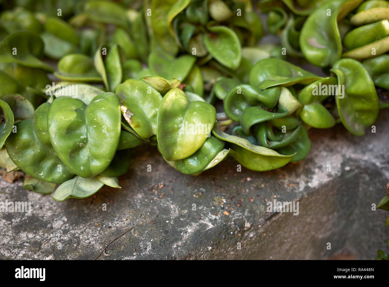 Hoya carnosa compacta Stock Photo - Alamy