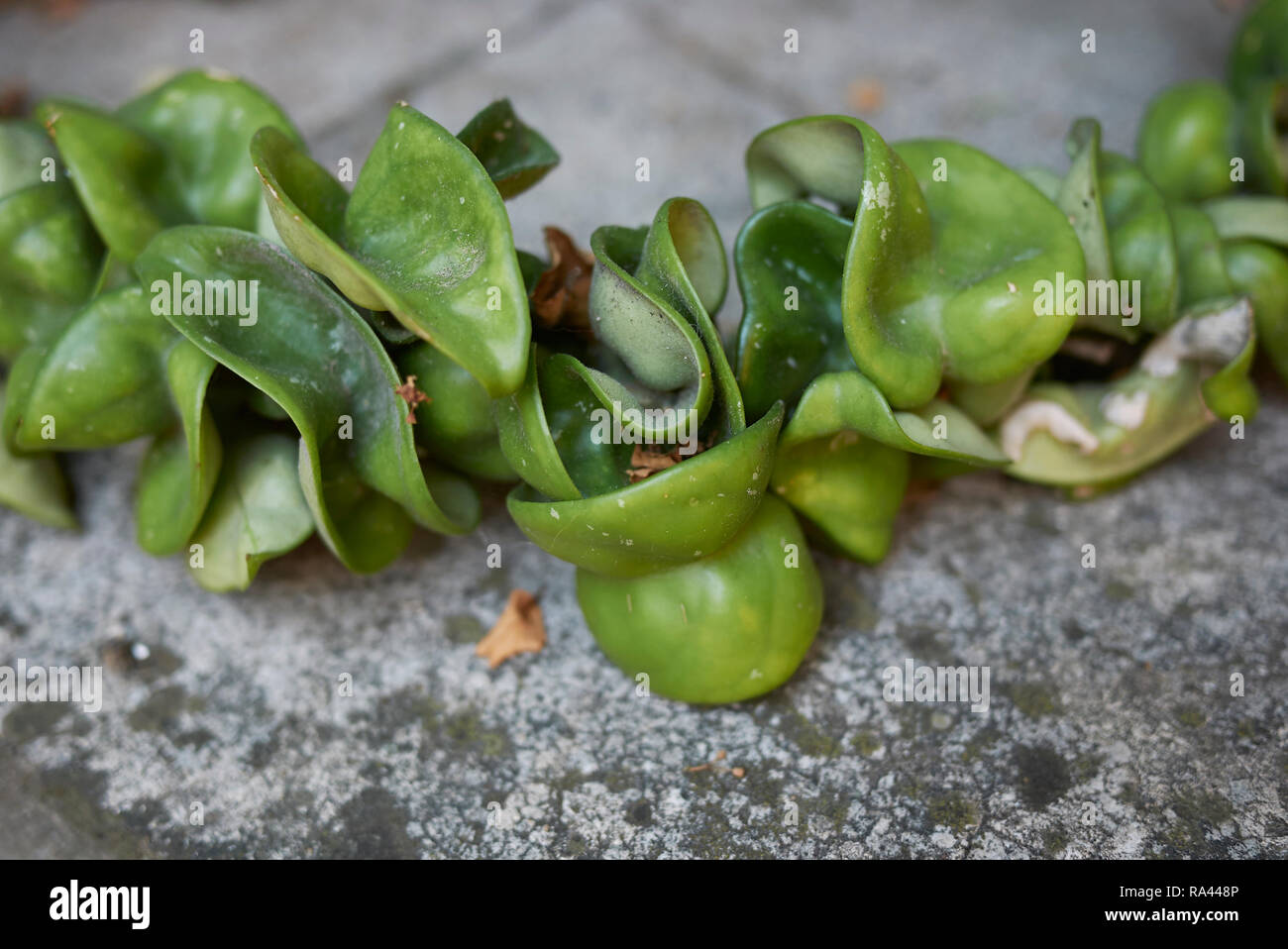 Hoya carnosa compacta Stock Photo - Alamy