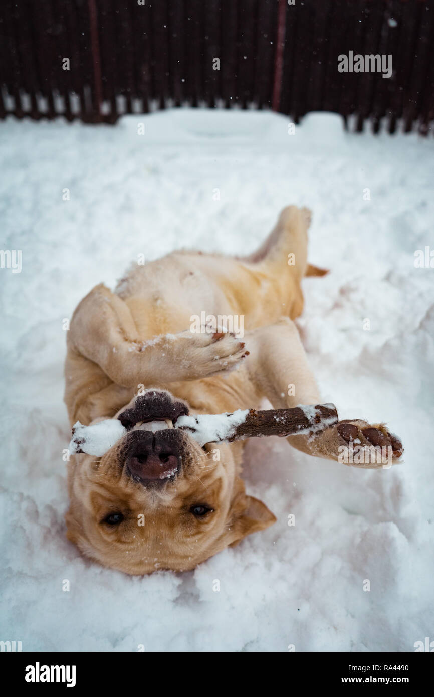 Dog having fun outside Stock Photo - Alamy