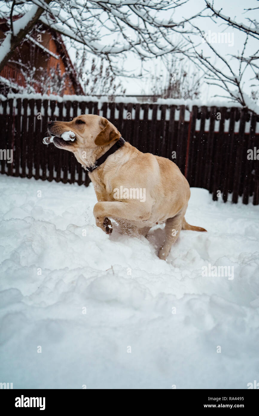 Canine outside hi-res stock photography and images - Alamy