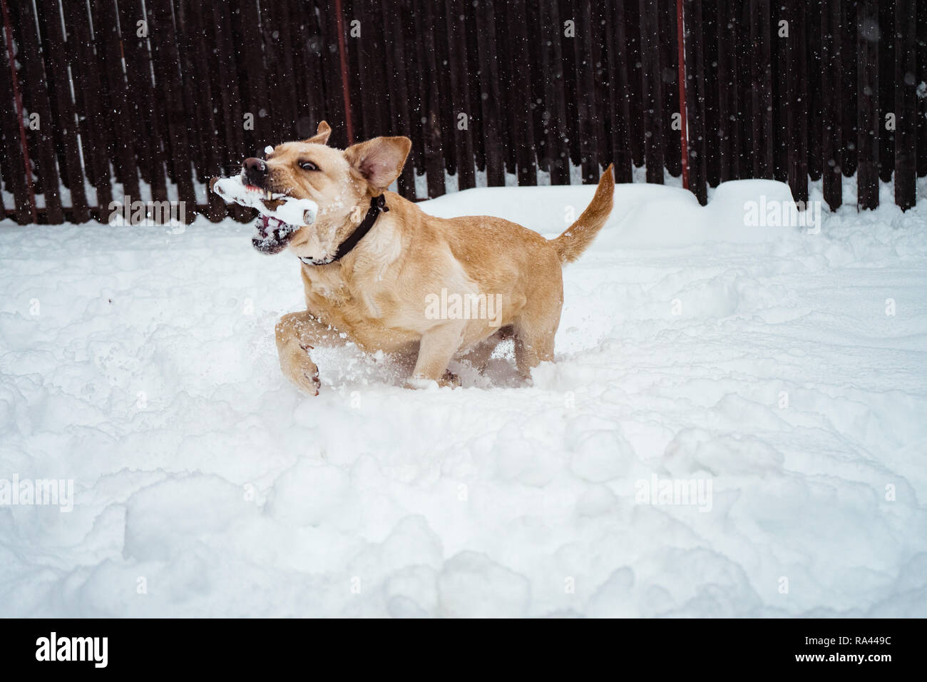 Dog having fun outside Stock Photo - Alamy
